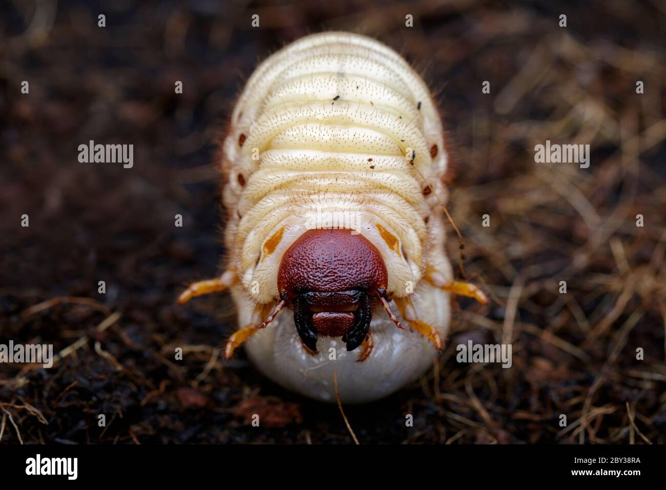 Image of grub worms, Coconut rhinoceros beetle (Oryctes rhinoceros ...