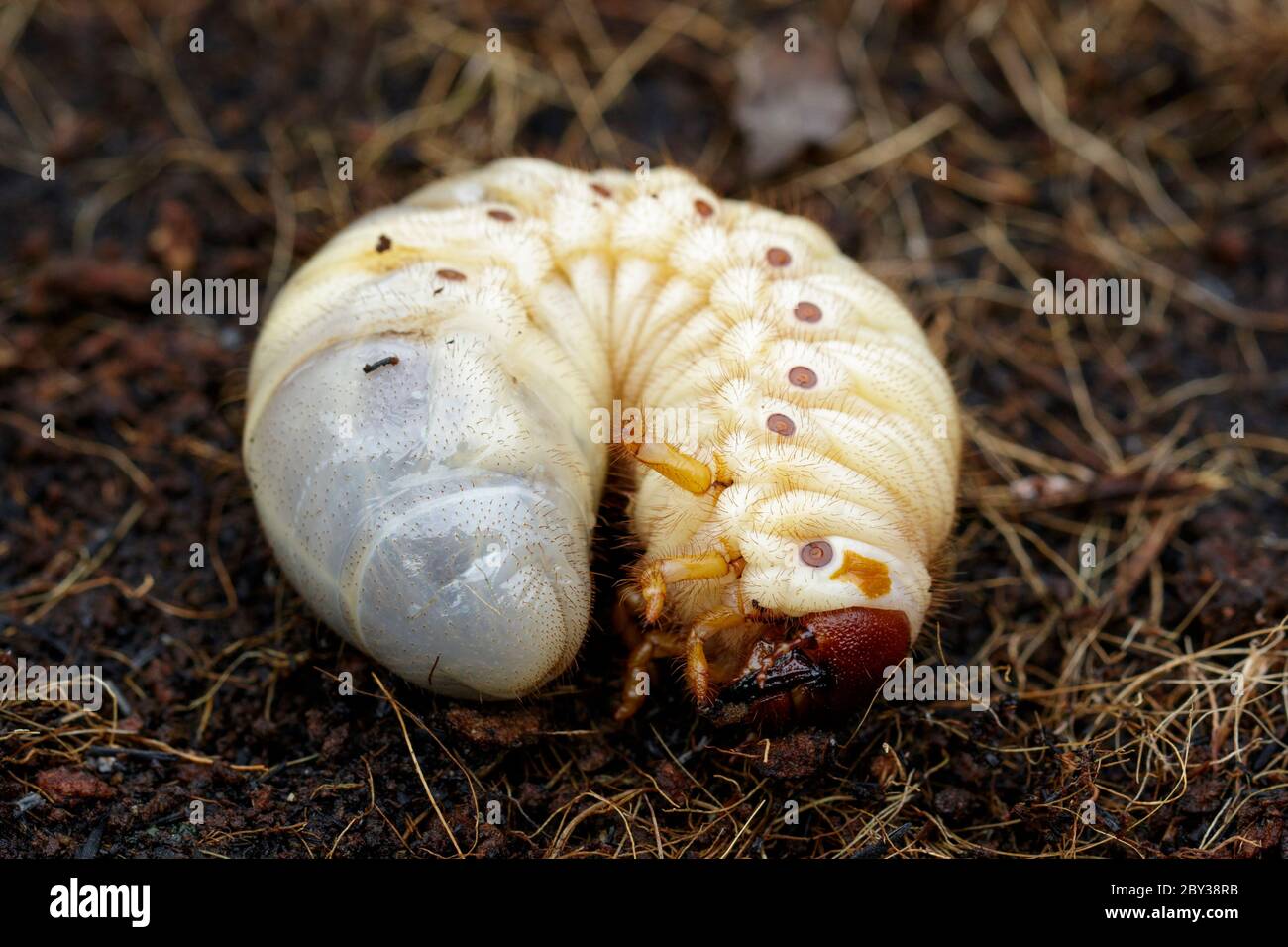 Rhino Beetle Larvae Food