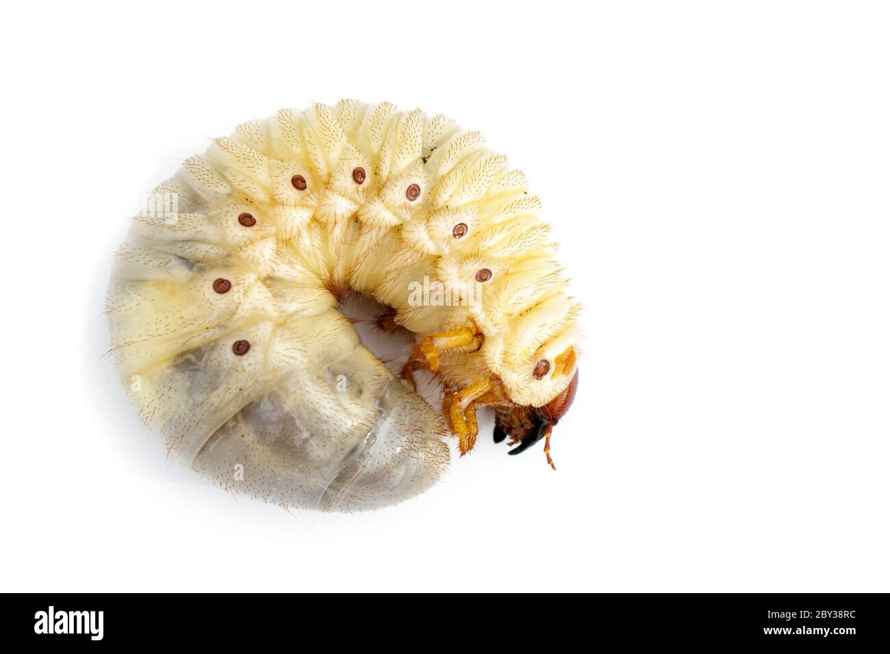 Chafer beetle larvae hi-res stock photography and images - Alamy