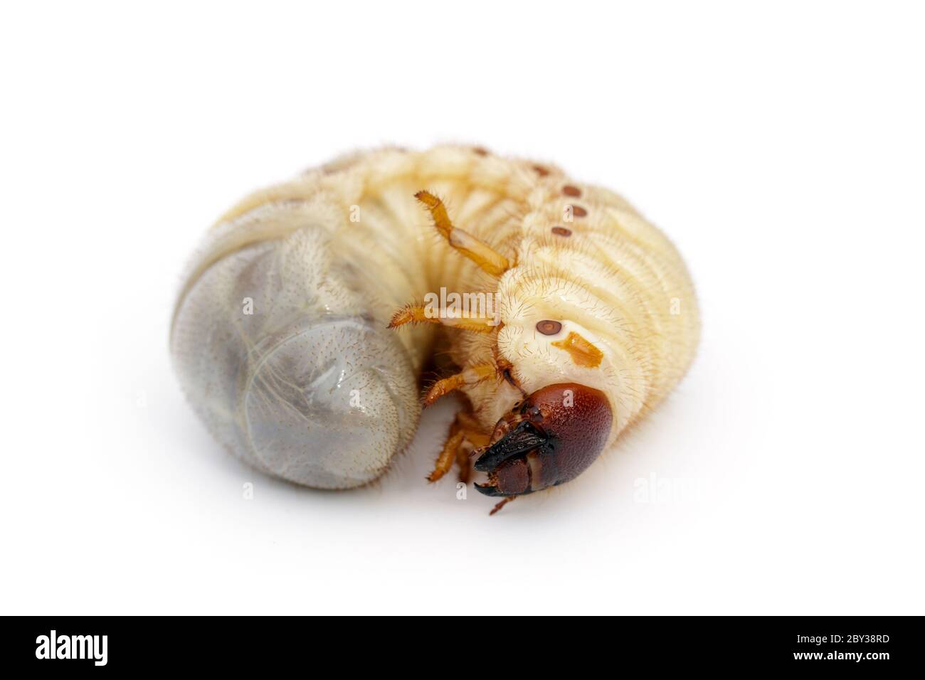 Chafer beetle larvae hi-res stock photography and images - Alamy