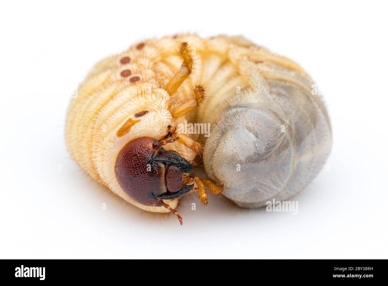 Image of grub worms, Coconut rhinoceros beetle (Oryctes rhinoceros ...