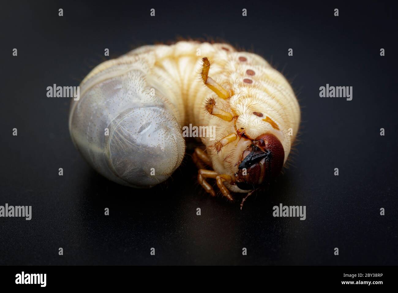 Image of grub worms, Coconut rhinoceros beetle (Oryctes rhinoceros ...
