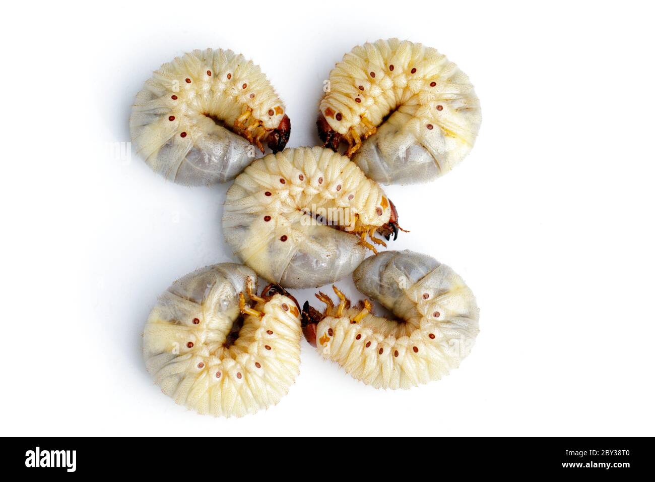 Image of grub worms, Coconut rhinoceros beetle (Oryctes rhinoceros ...