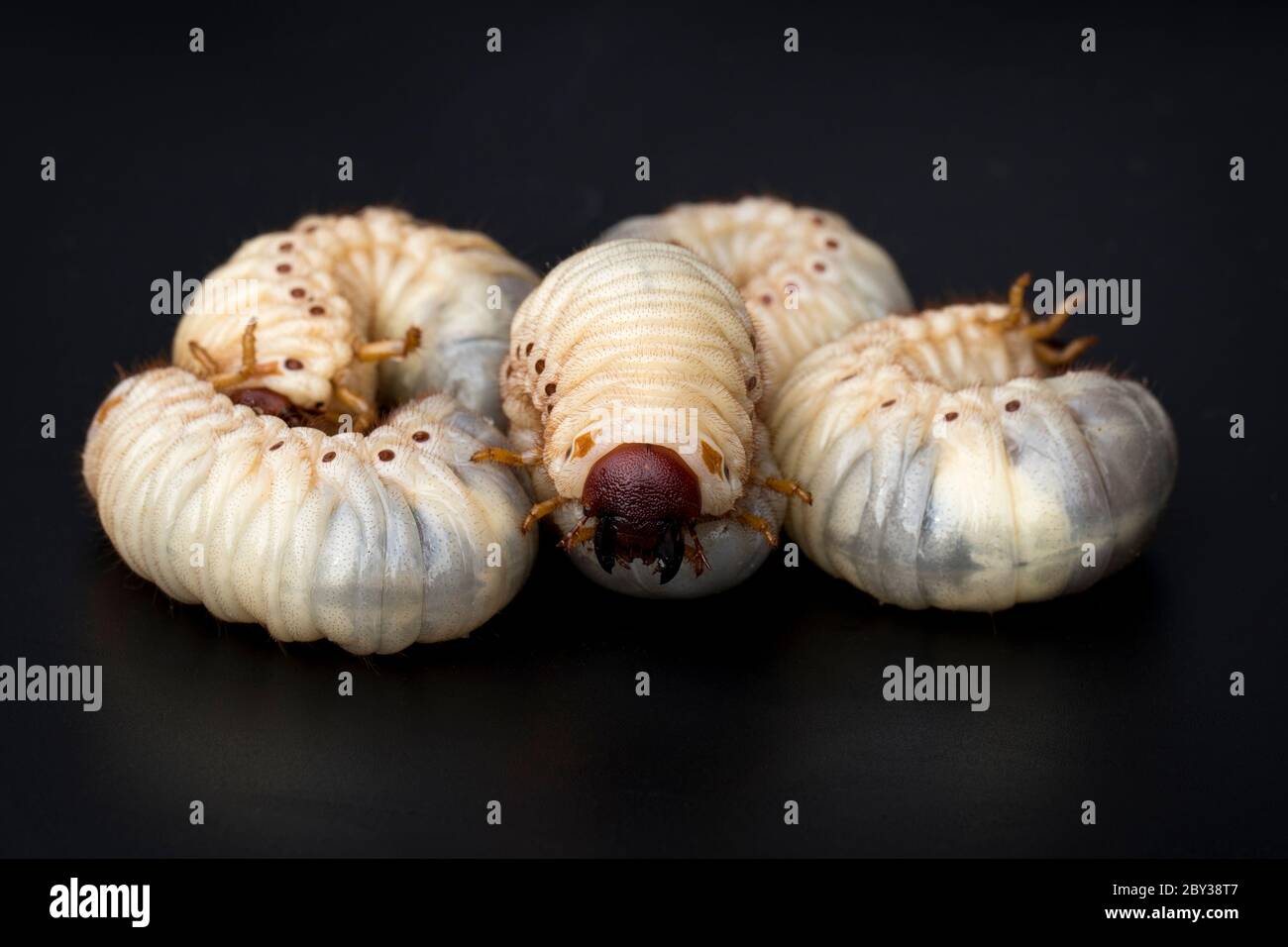 Image of grub worms, Coconut rhinoceros beetle (Oryctes rhinoceros ...