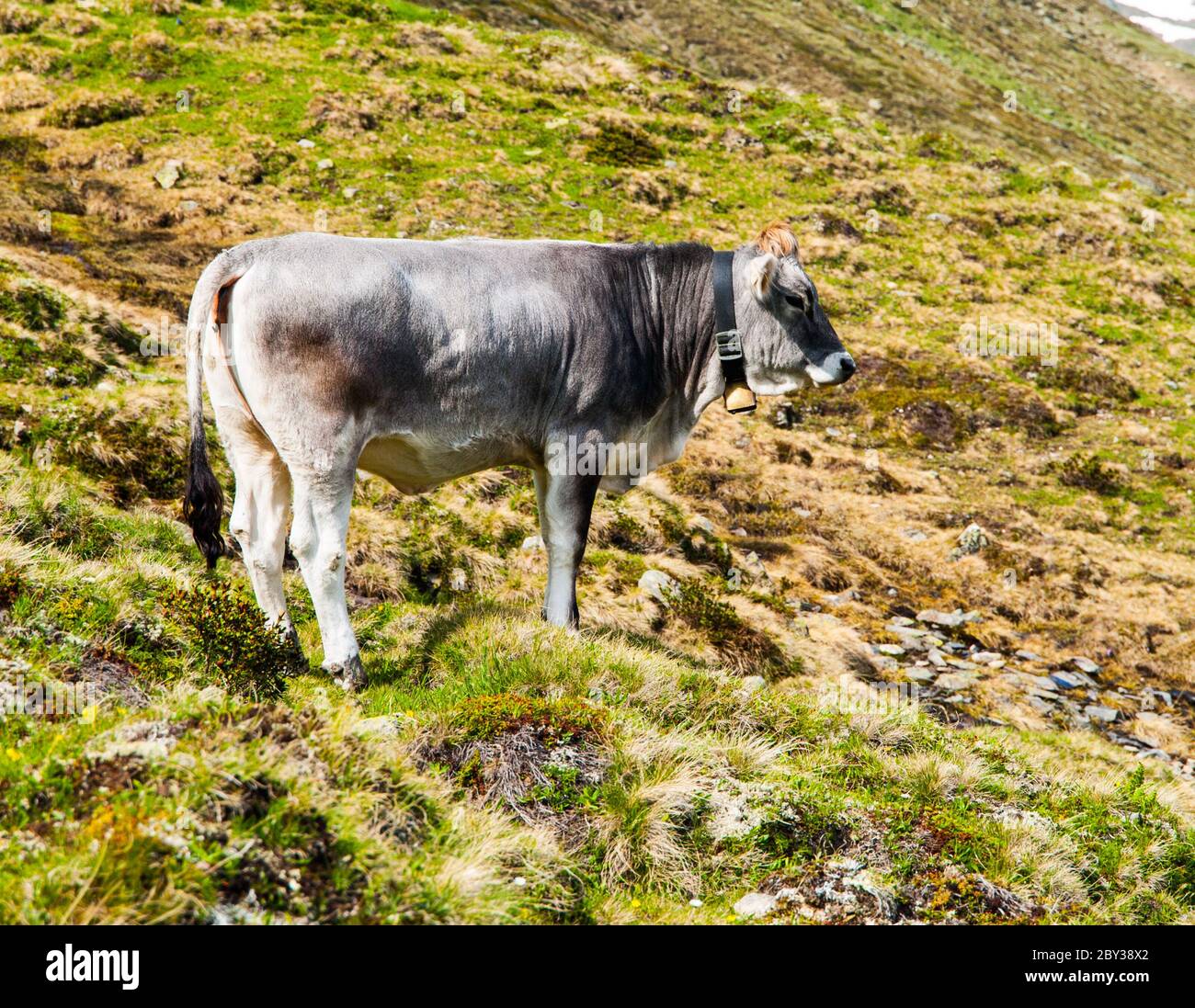 Cute grey alpine cow with bell on the neck grazing on the meadow Stock ...