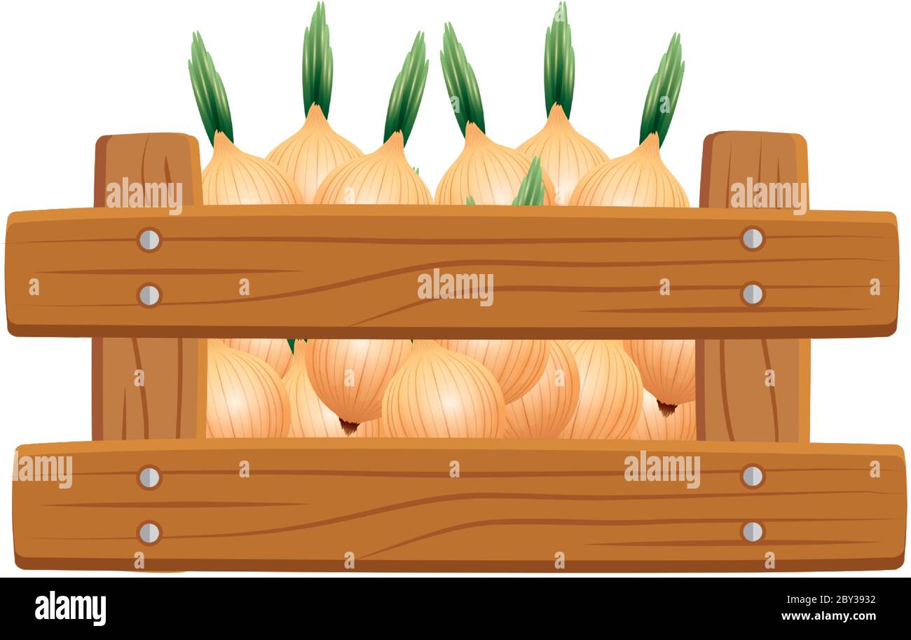 Isolated onions inside box vector design Stock Vector Image & Art - Alamy
