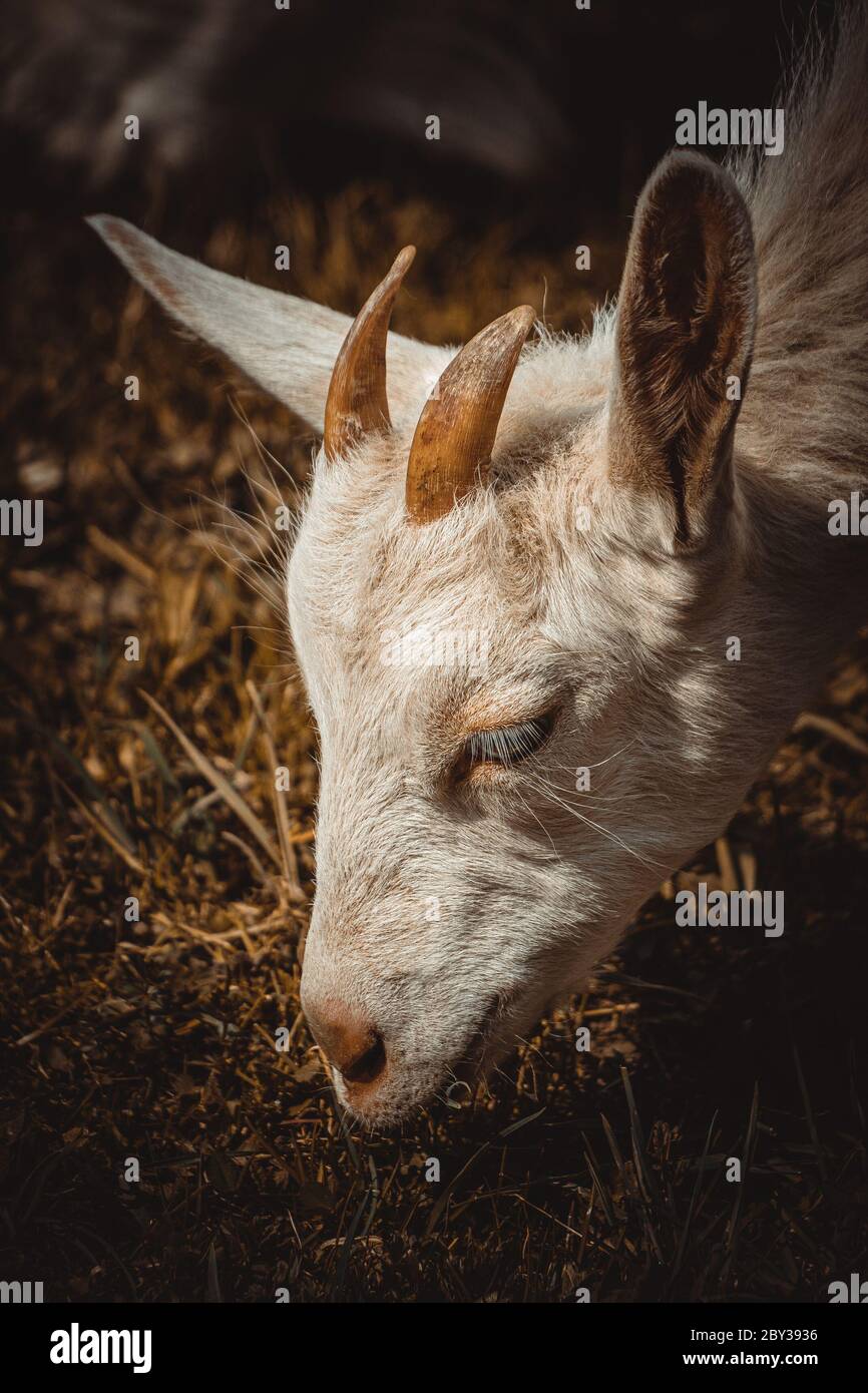 Small white domestic goat headshot Stock Photo - Alamy