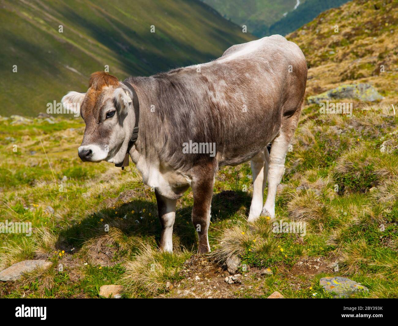 Agriculture alpine hi-res stock photography and images - Alamy