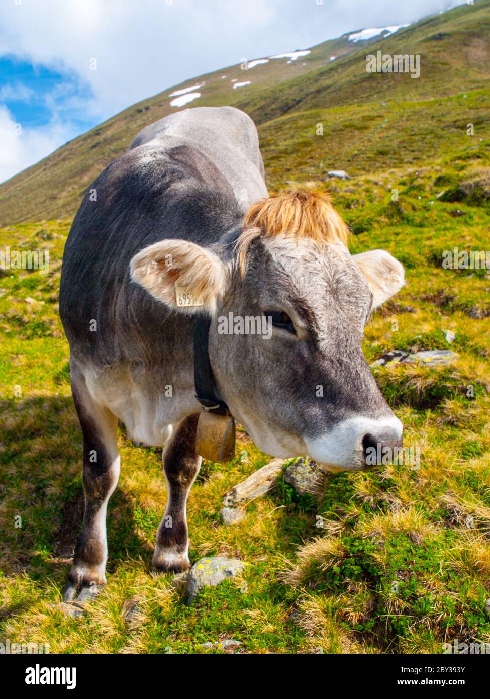 Cute grey alpine cow with bell on the neck grazing on the meadow Stock ...