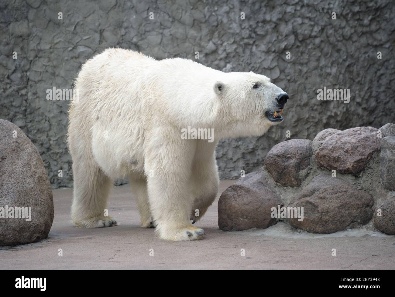 Polar bear female Stock Photo - Alamy