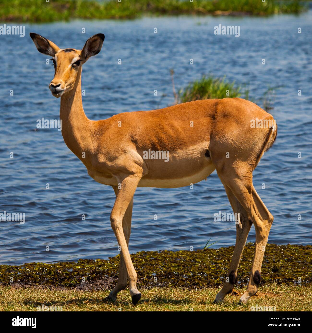 Young impala near waterhole on safari game drive Stock Photo - Alamy
