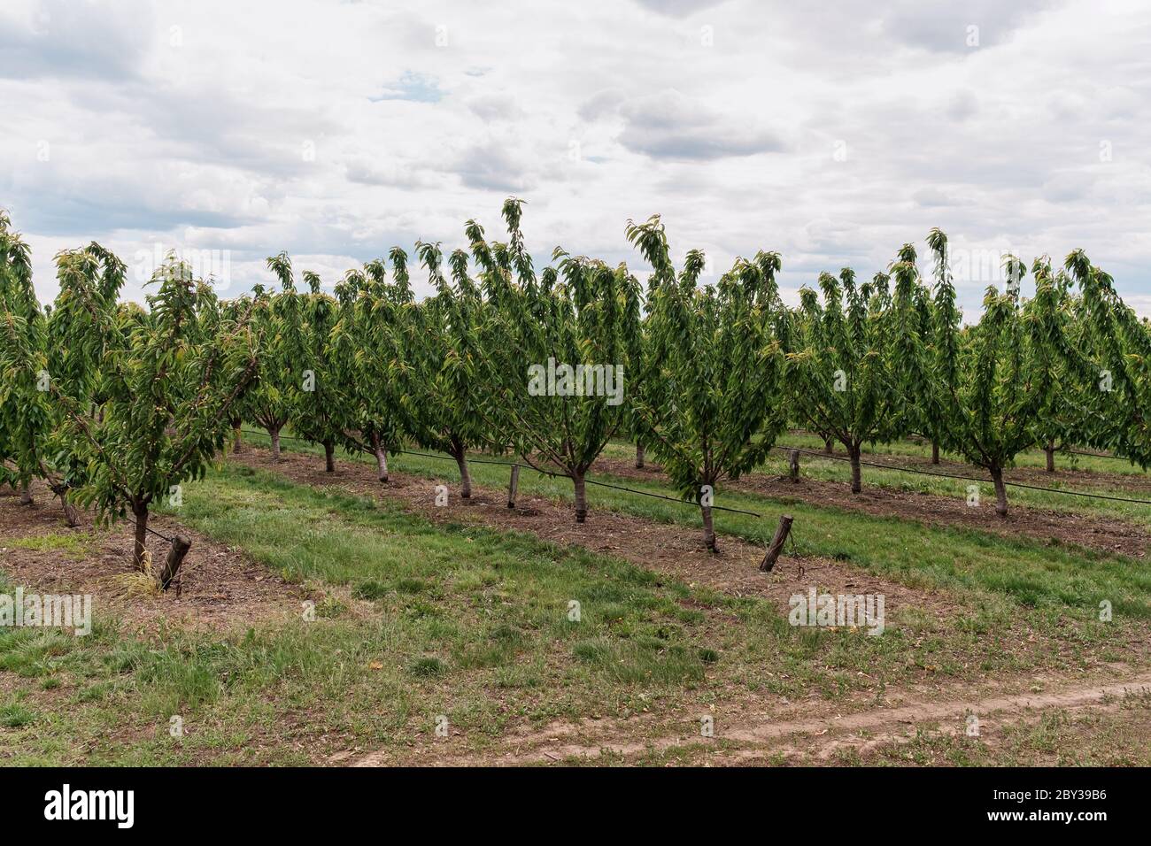 Nature scene with cherry tree. Plantation of cherry trees in springtime ...