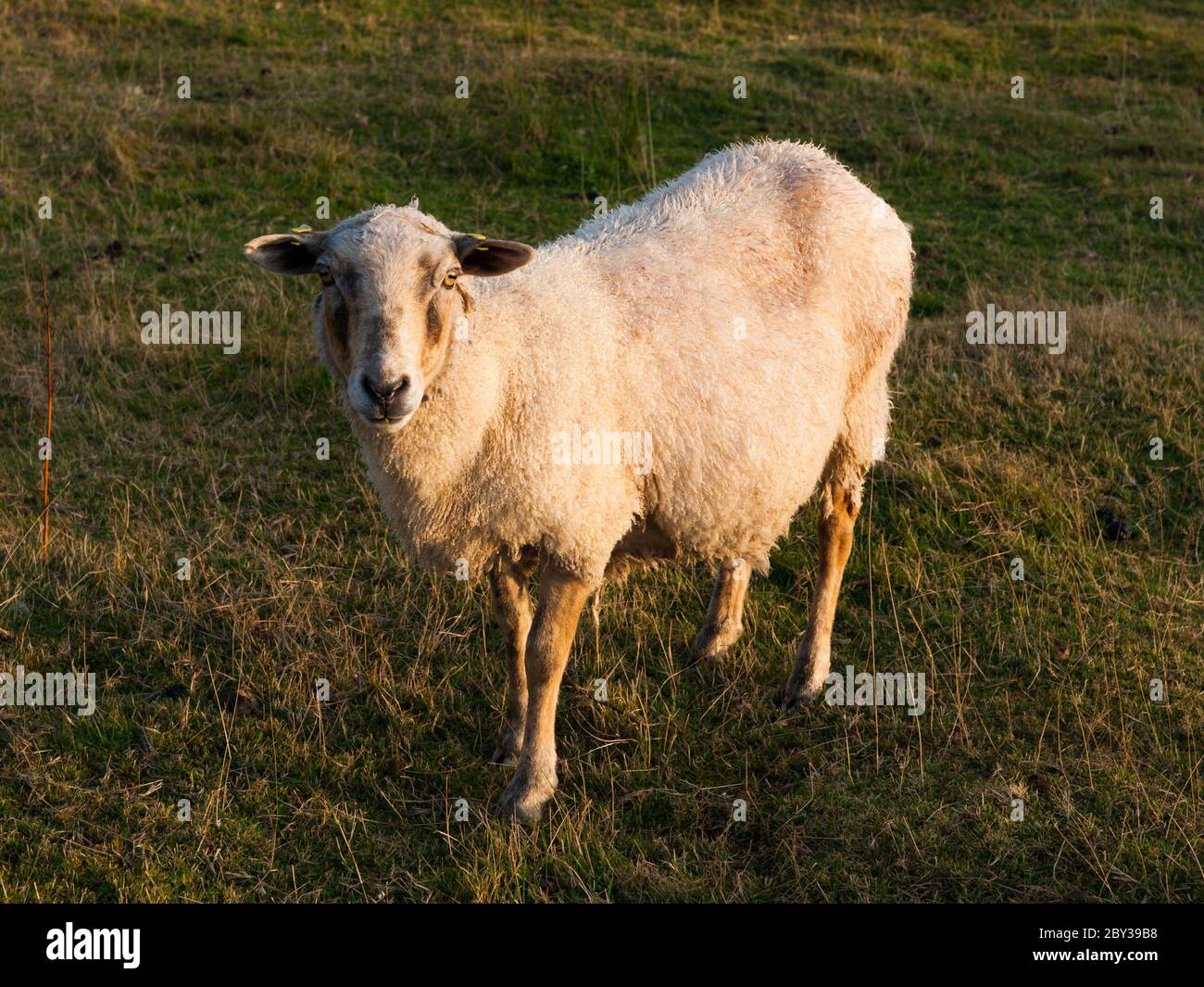 Young one of an ewe hi-res stock photography and images - Alamy