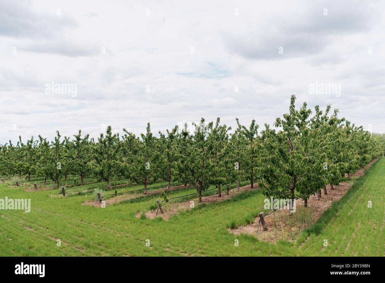 Nature scene with cherry tree. Plantation of cherry trees in springtime ...