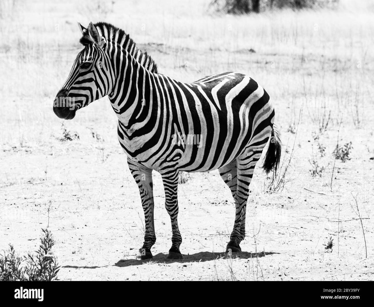 Drive they safari Black and White Stock Photos & Images - Alamy