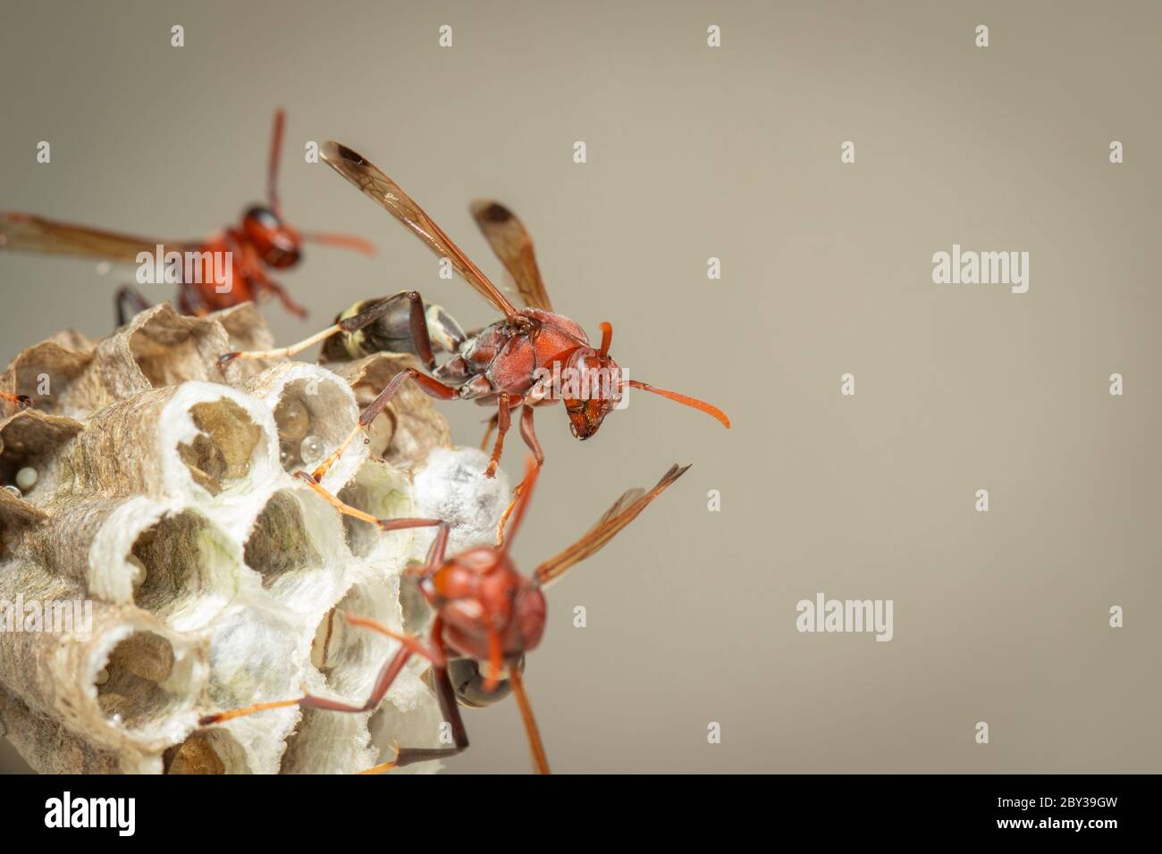 Image of Common Paper Wasp / Ropalidia fasciata and wasp nest on nature ...