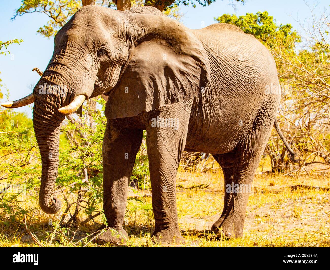Huge african elephant on sunny day in savanna Stock Photo - Alamy