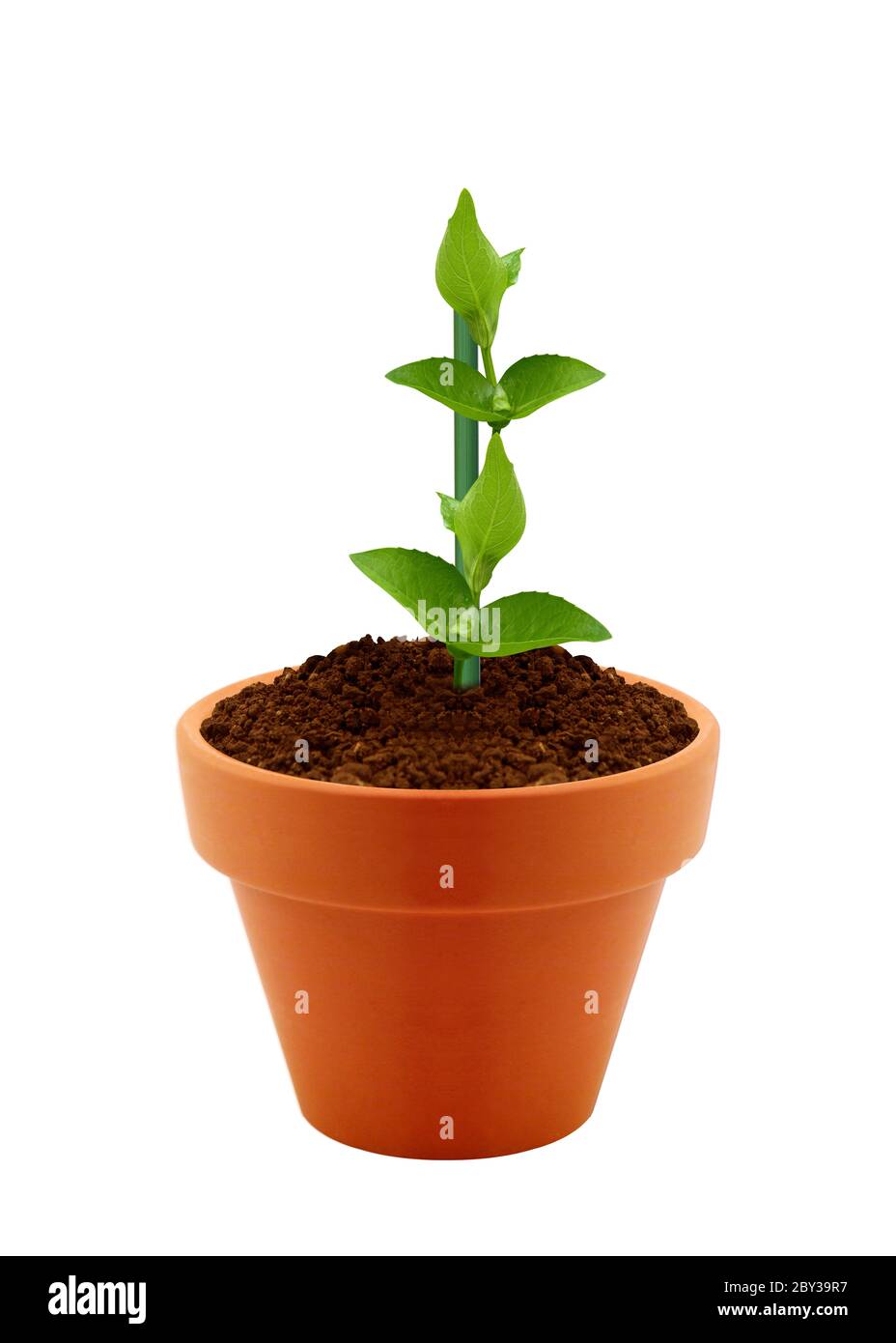 Young plant in clay pot Stock Photo - Alamy