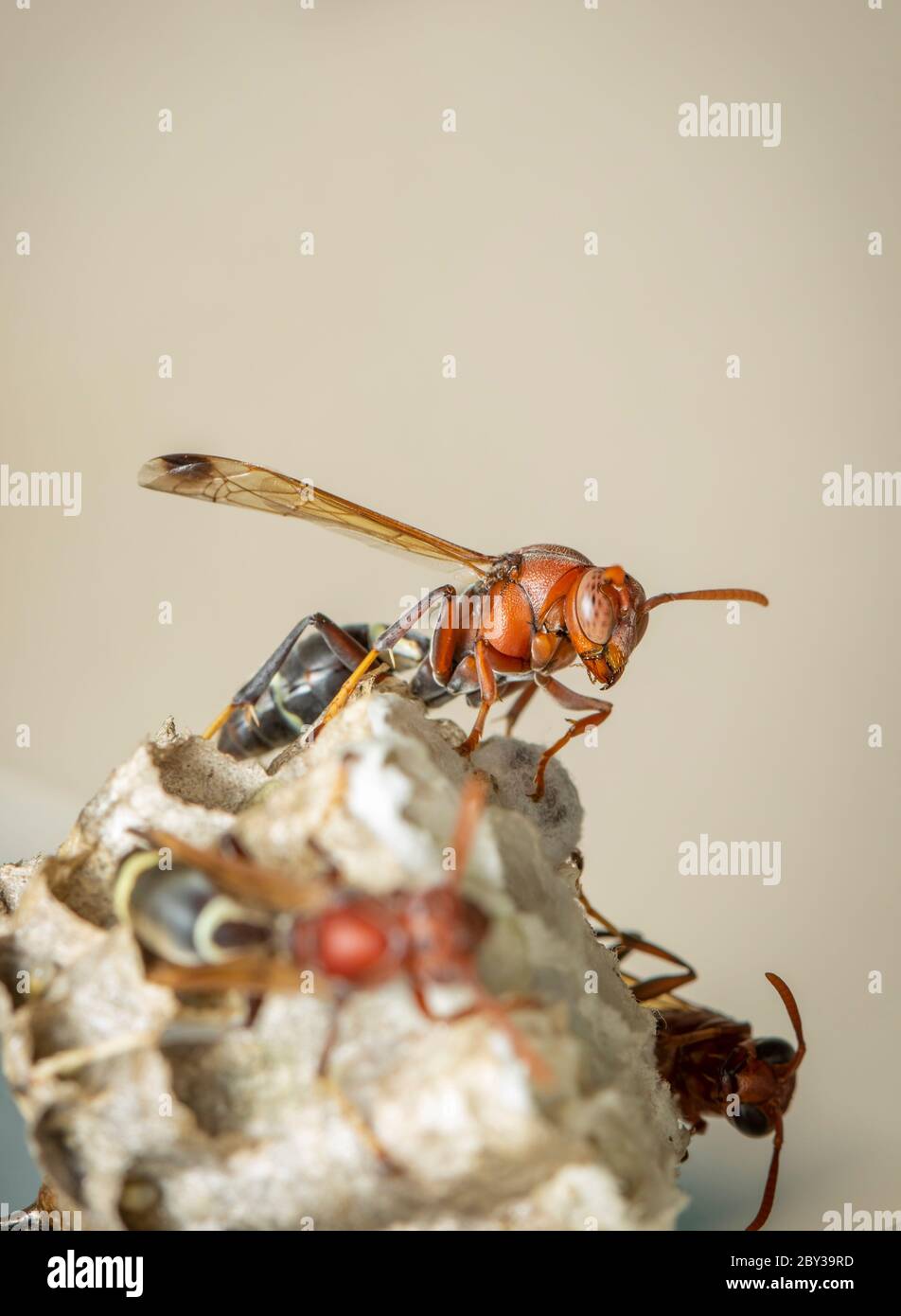 Image of Common Paper Wasp / Ropalidia fasciata and wasp nest on nature ...