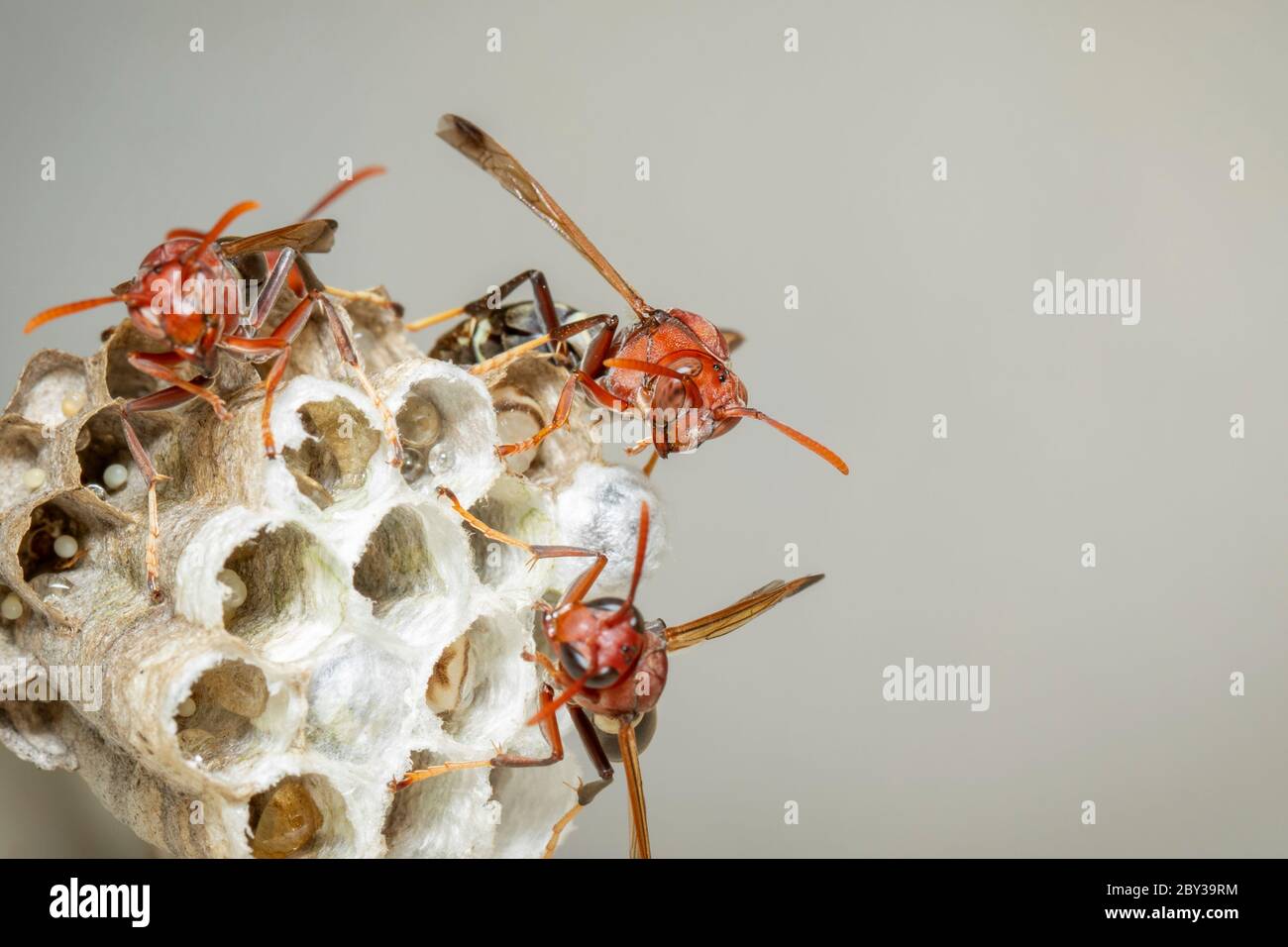 Image of Common Paper Wasp / Ropalidia fasciata and wasp nest on nature ...