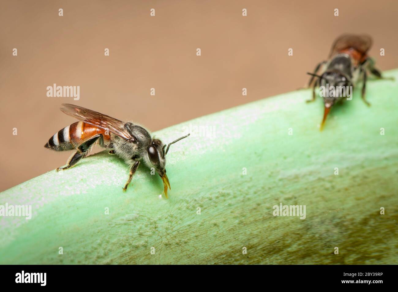 Image of bee hem or dwarf bee(Apis florea) suctioning water on the edge ...