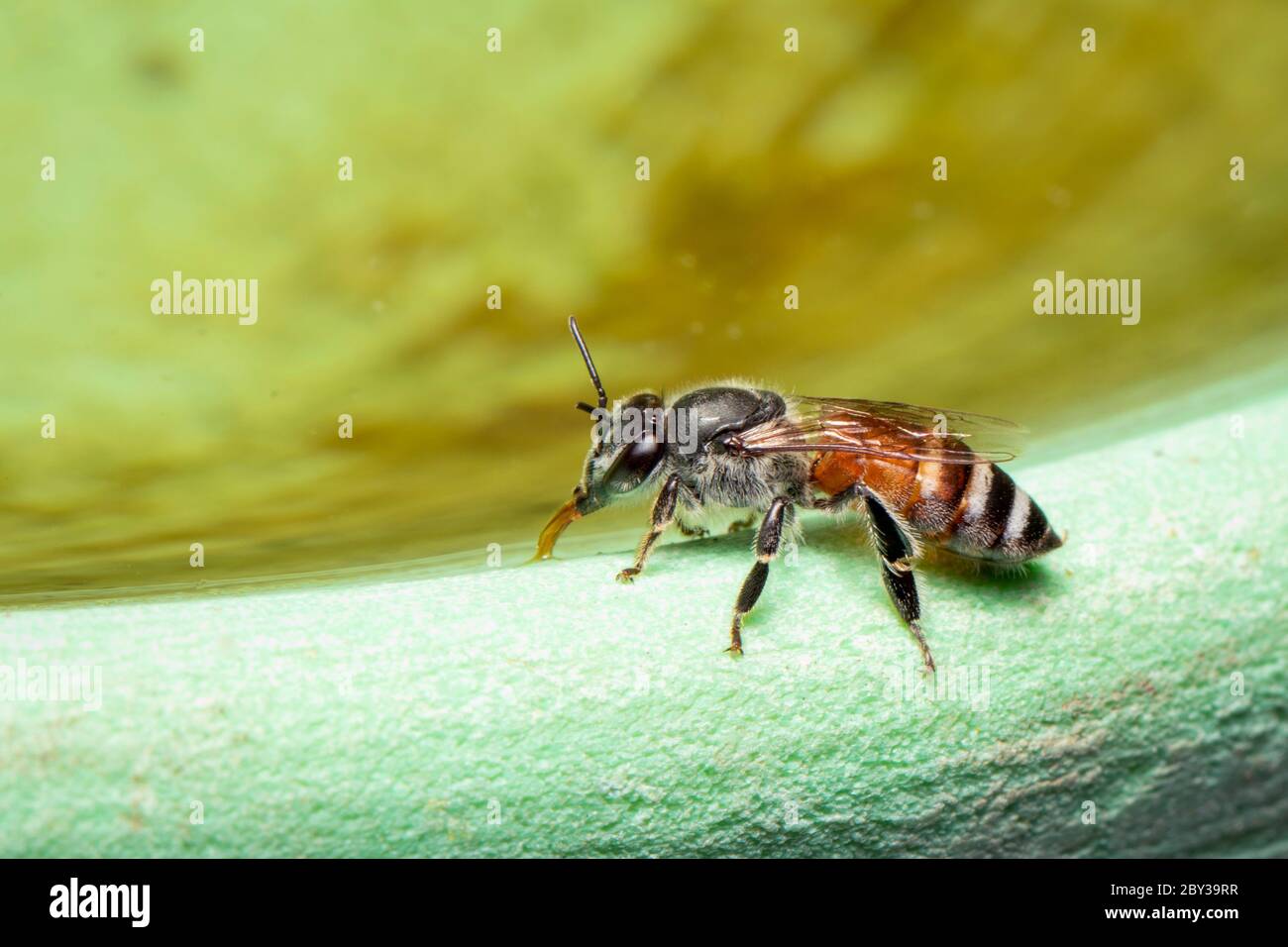 Image of bee hem or dwarf bee(Apis florea) suctioning water on the edge ...