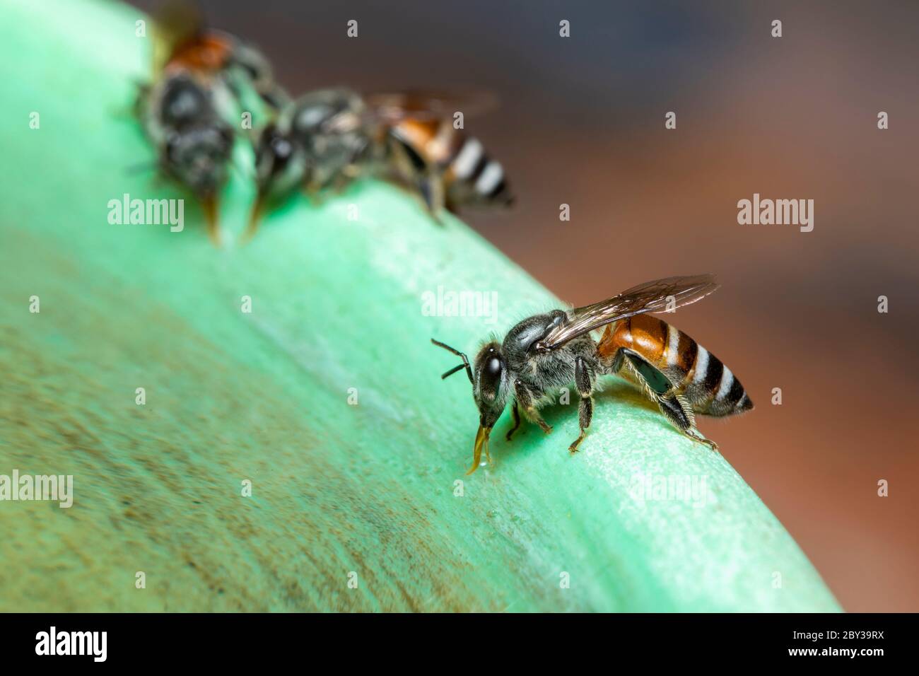 Image of bee hem or dwarf bee(Apis florea) suctioning water on the edge ...