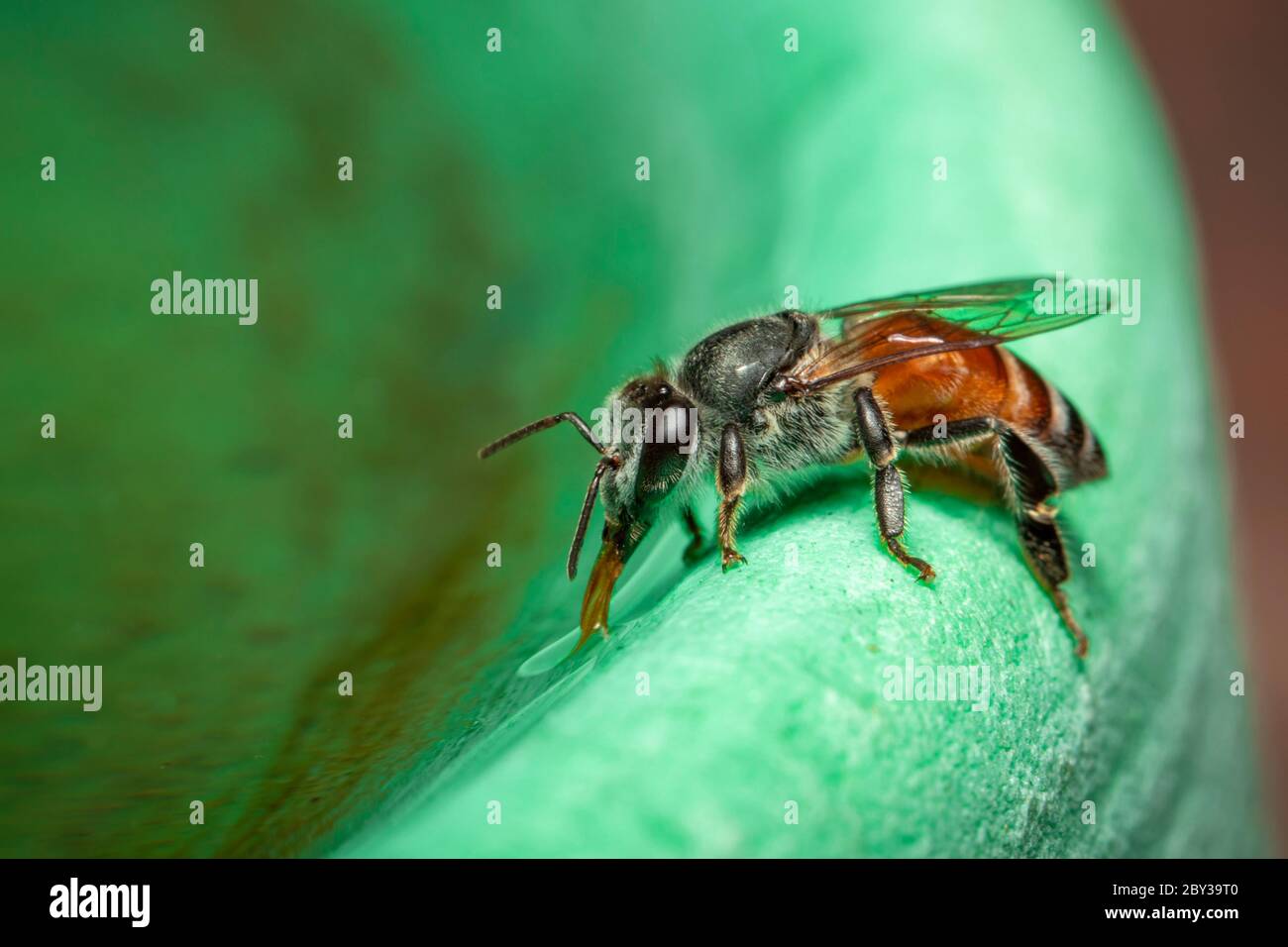 Image of bee hem or dwarf bee(Apis florea) suctioning water on the edge ...
