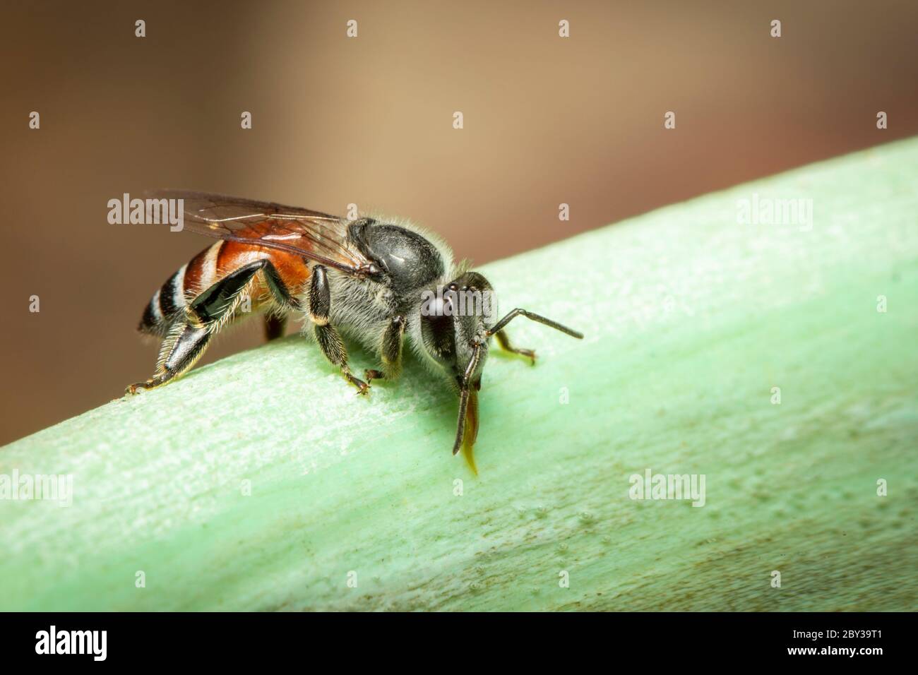 Image of bee hem or dwarf bee(Apis florea) suctioning water on the edge ...