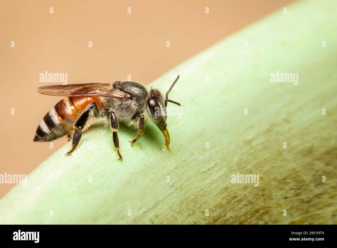 Image of bee hem or dwarf bee(Apis florea) suctioning water on the edge ...