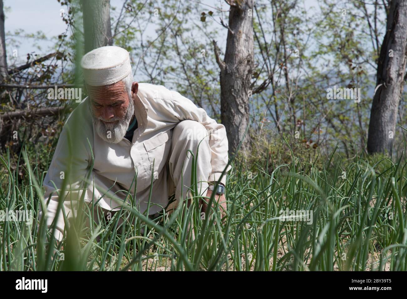 Farmer working in a field in Swat Valley, Pakistan,. Children running ...