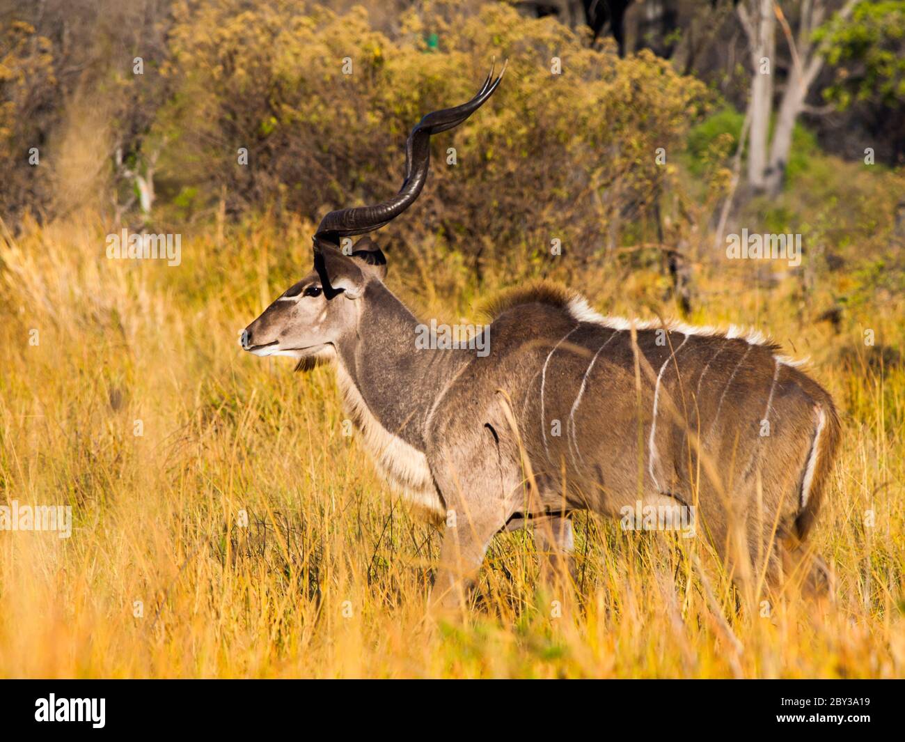 Male kudu buck spotted in grassland od Okavango delta, Moremi Game ...