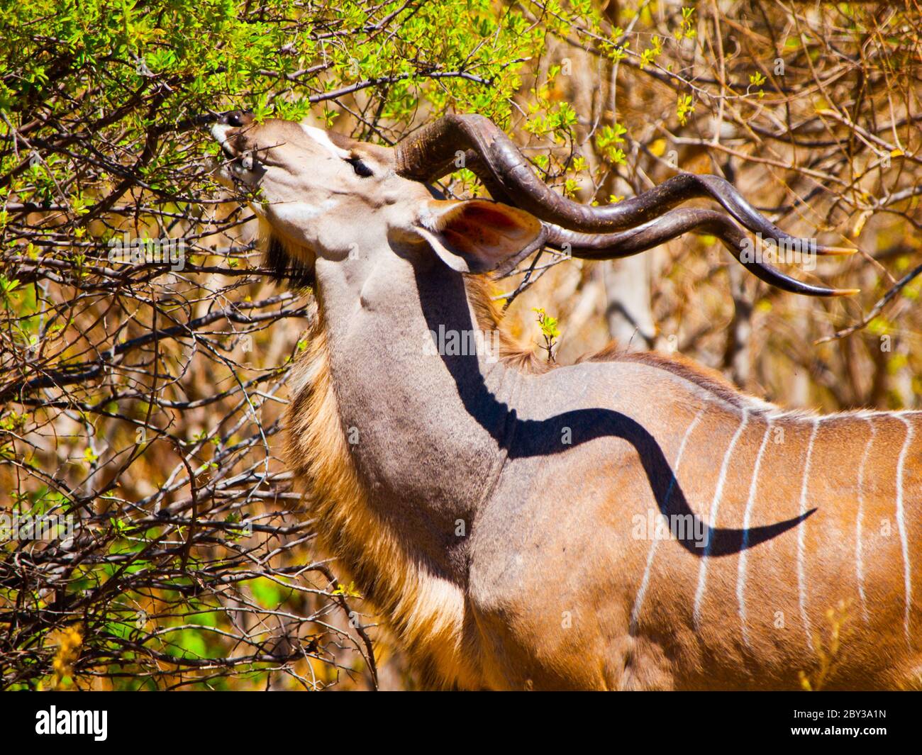 Hungry kudu antelope eating from tree in Okavango Delta, Botswana Stock ...