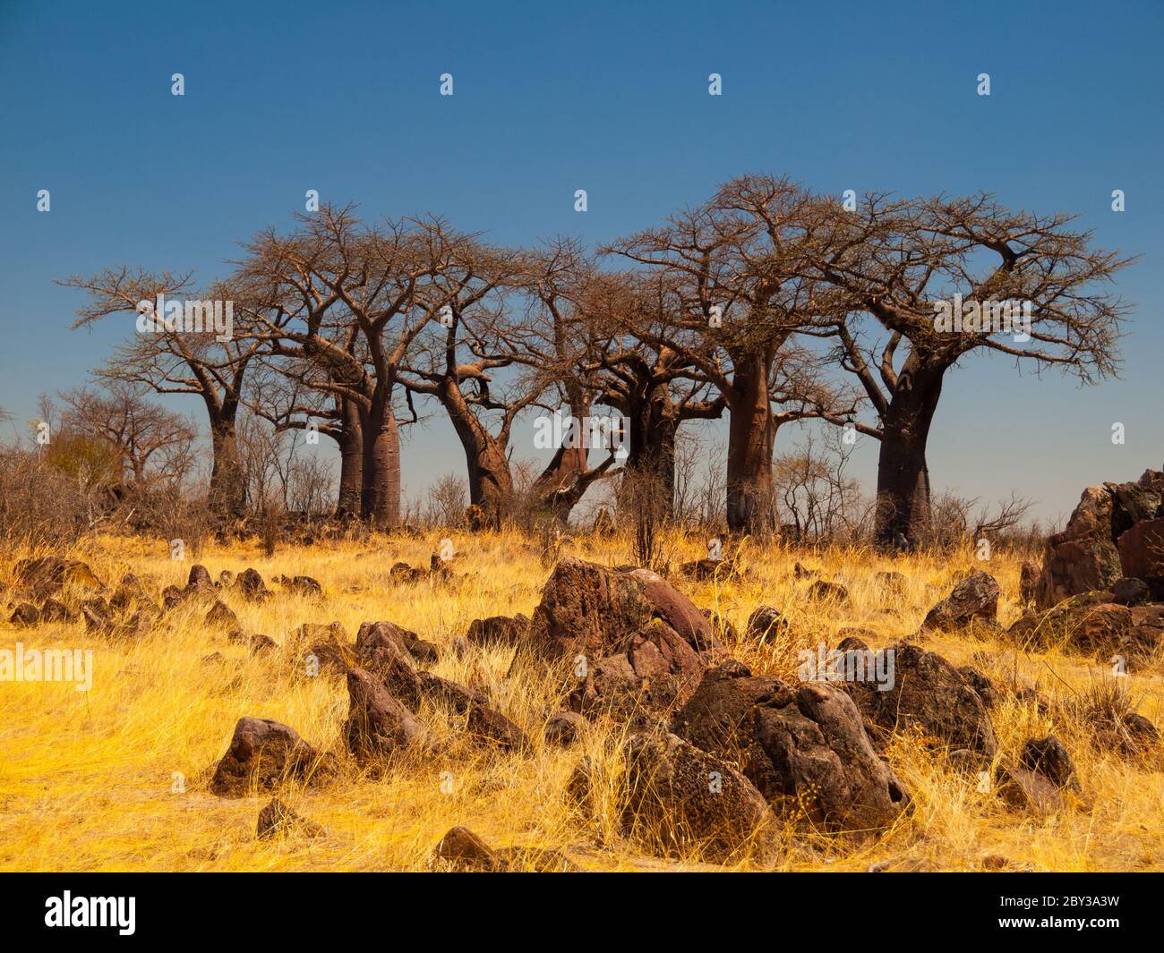 Baobab trees kalahari hi-res stock photography and images - Alamy