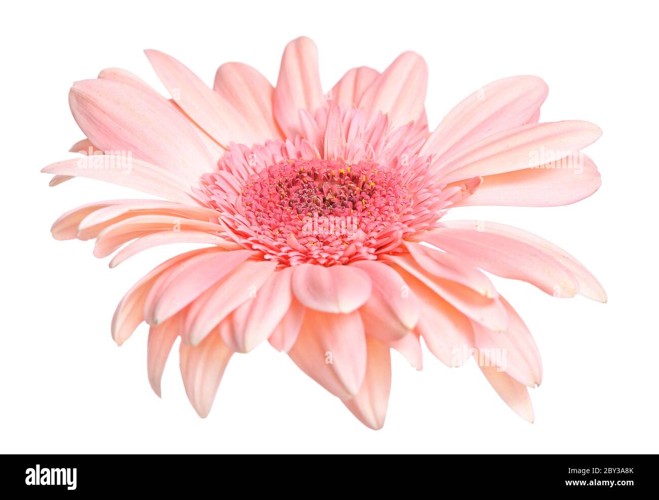 Gerbera flower isolated on white background Stock Photo - Alamy