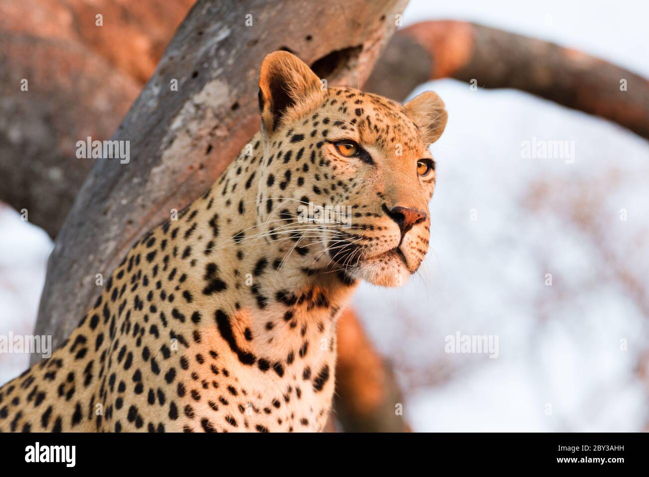 Leopard sitting in tree hi-res stock photography and images - Alamy