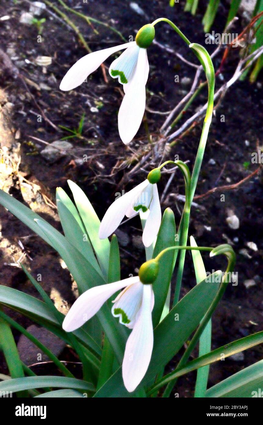 Snowdrop photography hi-res stock photography and images - Alamy