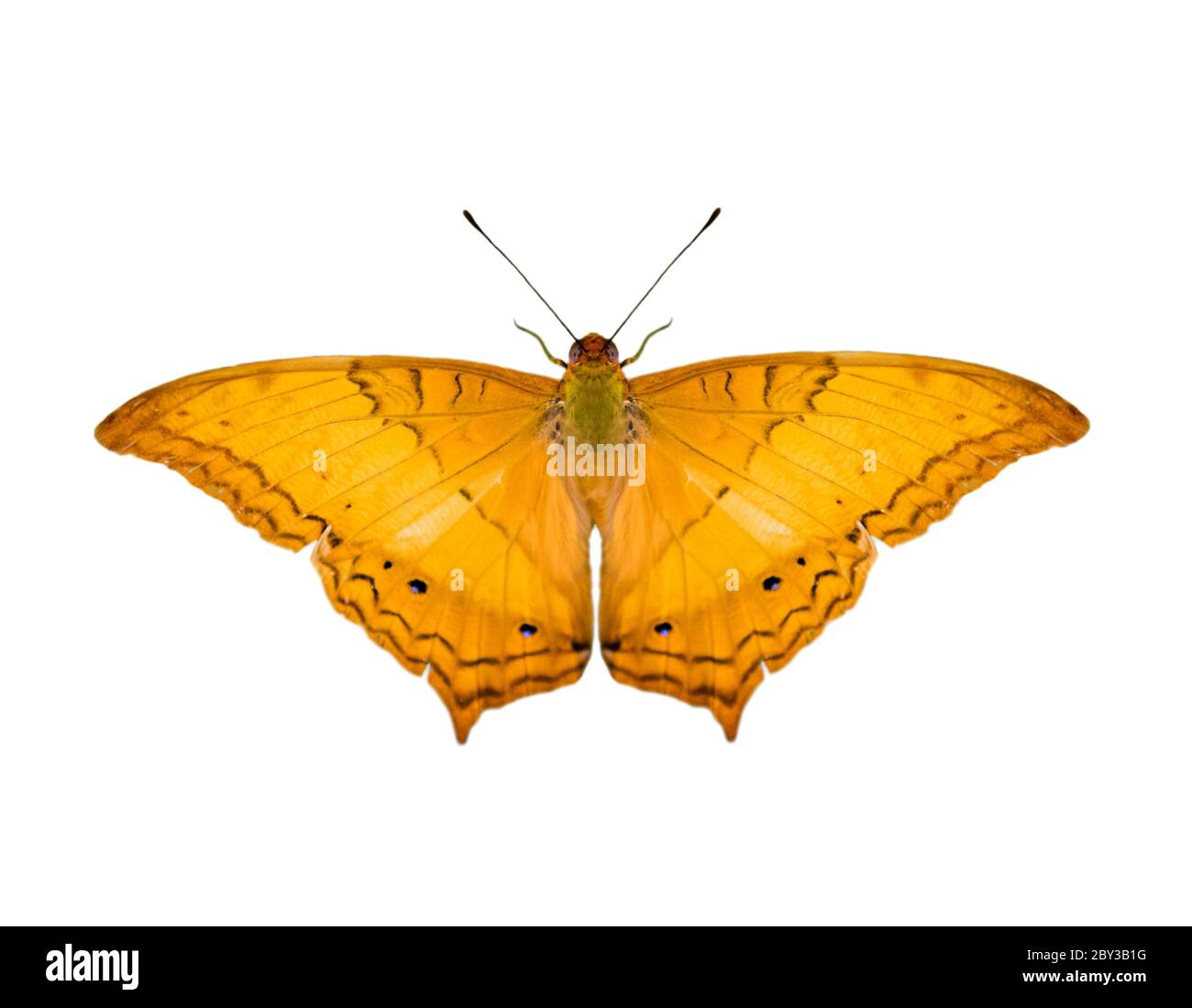 Image of common cruiser butterfly (Vindula erota erota) isolated on ...