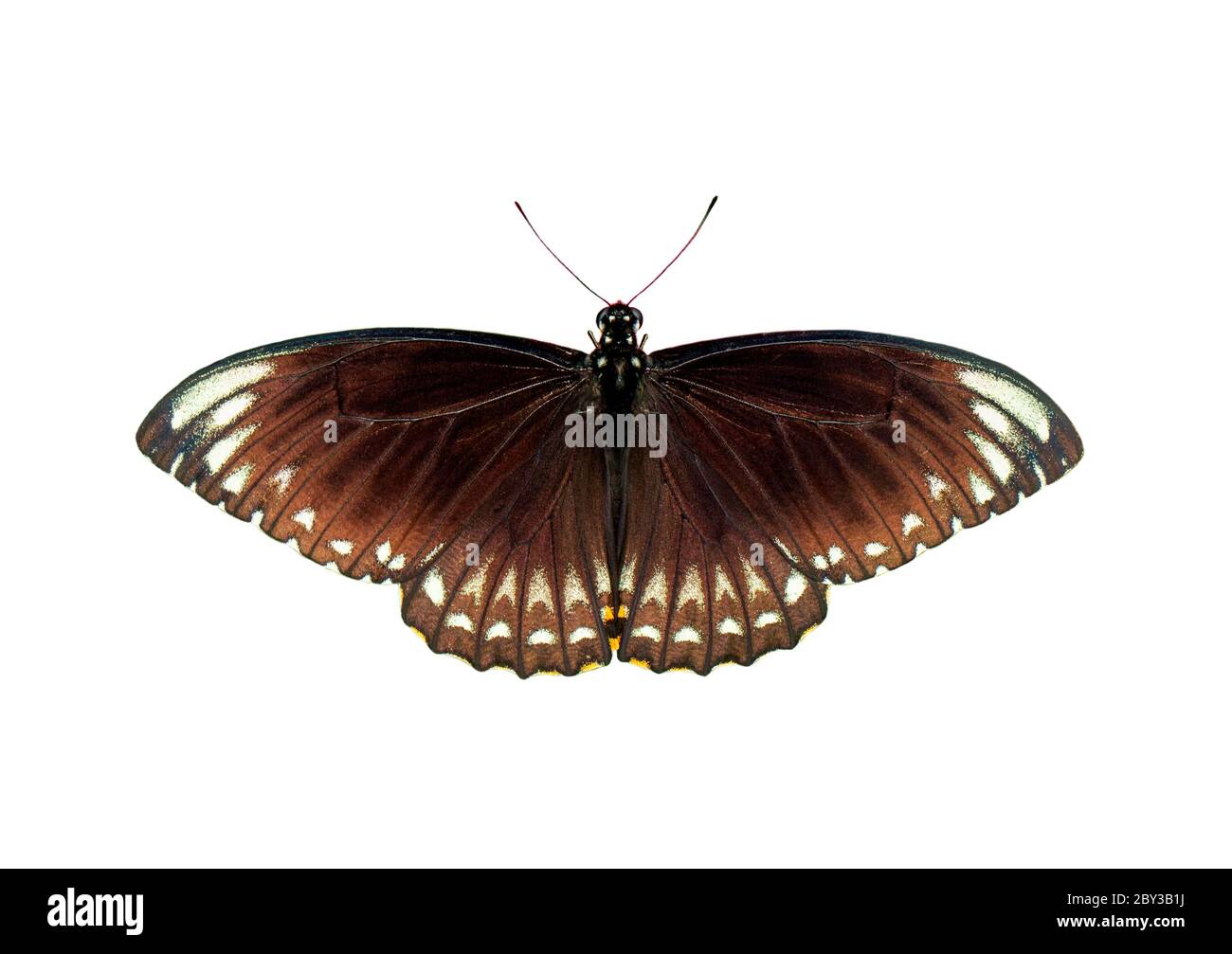 Indian crow hi-res stock photography and images - Alamy