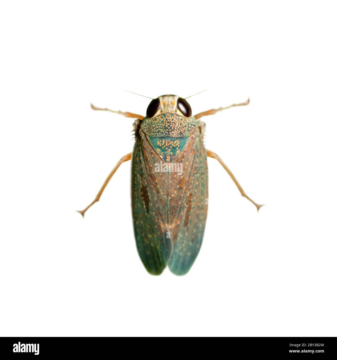 Image of a leafhopper (Cicadella viridis) on white background. Insect ...