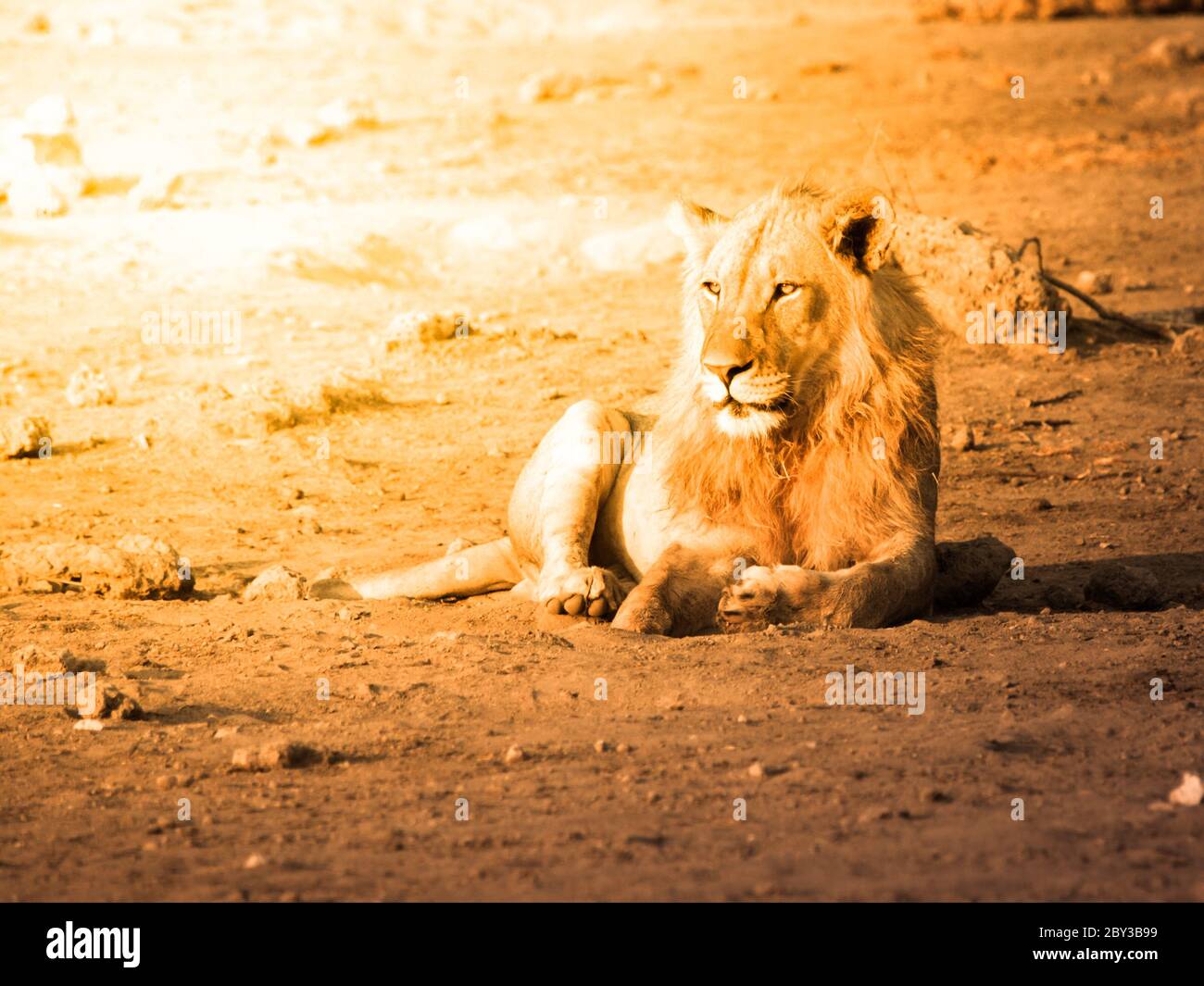 Dangerous lion hi-res stock photography and images - Alamy