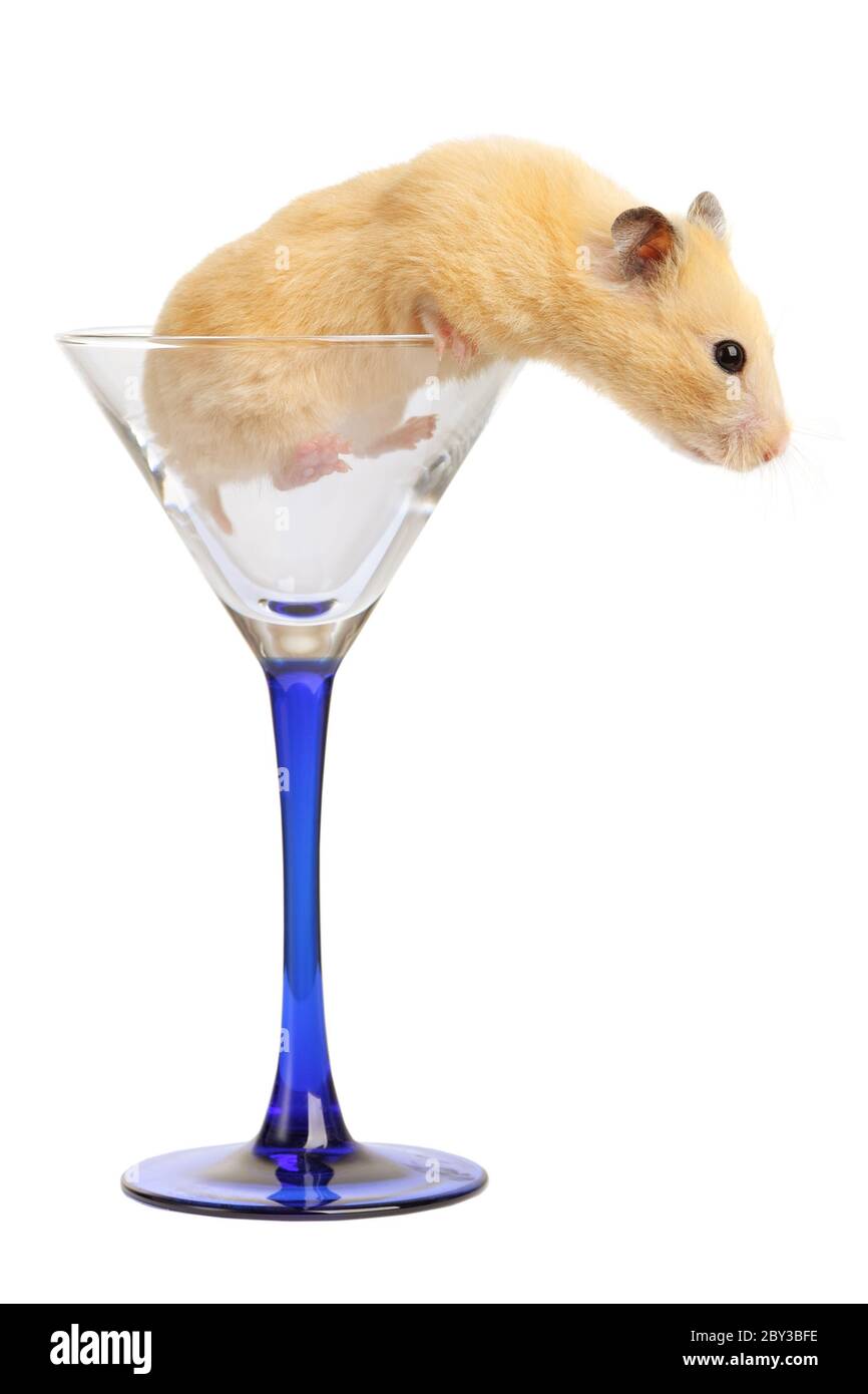 Hamster in glass Stock Photo - Alamy