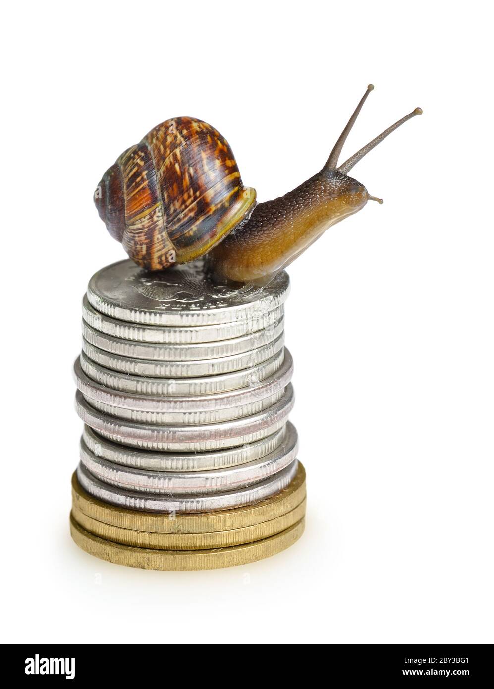 Tower Shell Snail Shell High Resolution Stock Photography and Images ...