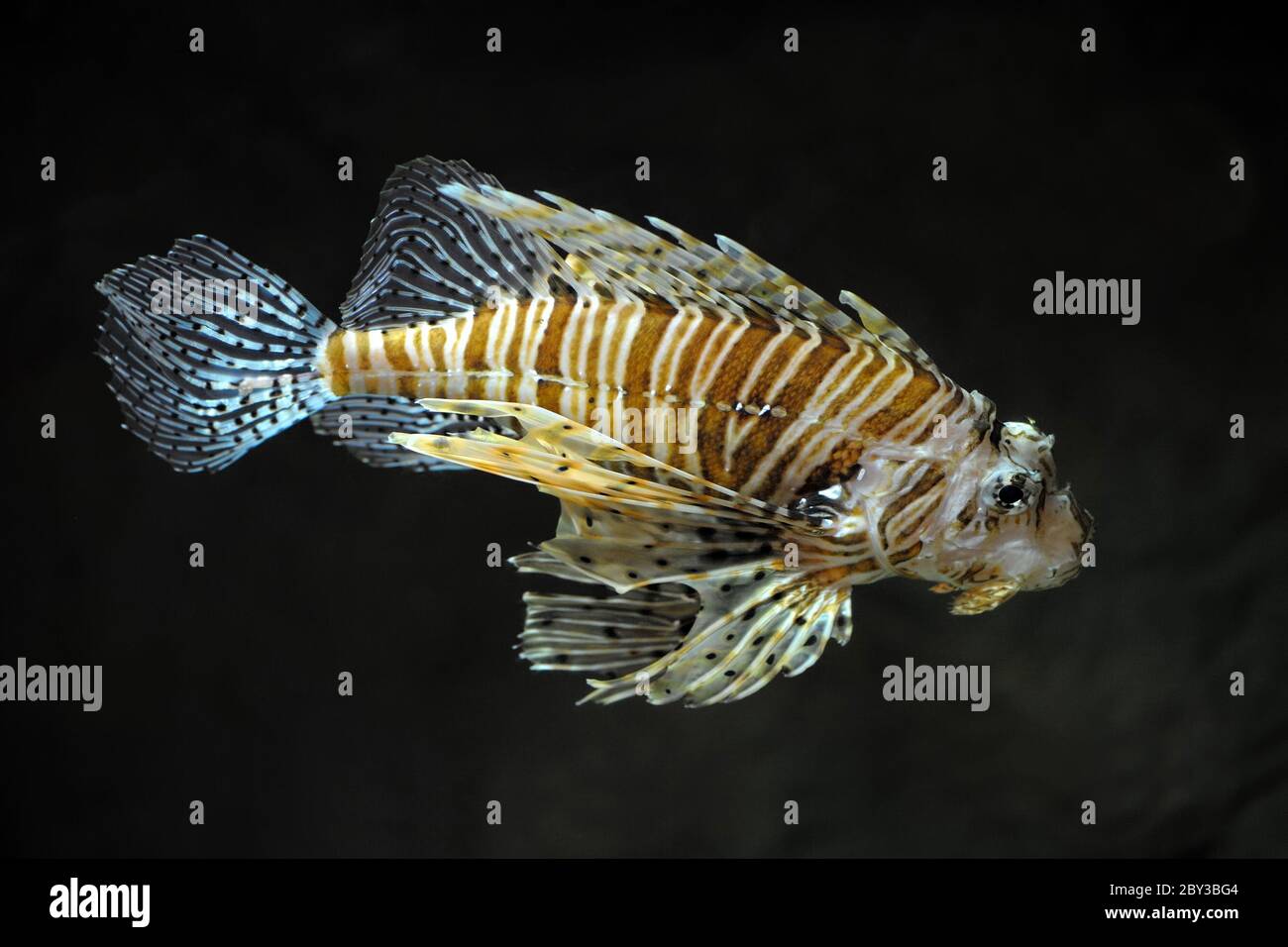 Black dragonfish hi-res stock photography and images - Alamy