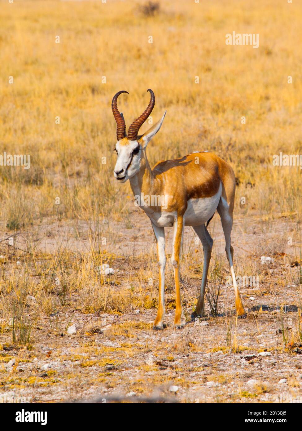 Impala africa hi-res stock photography and images - Alamy