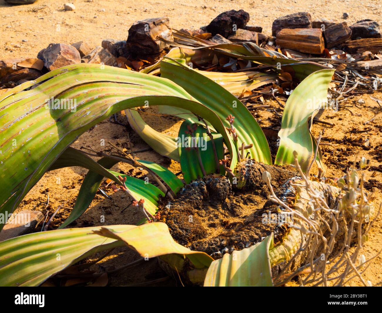 Namibia national flower hi-res stock photography and images - Alamy