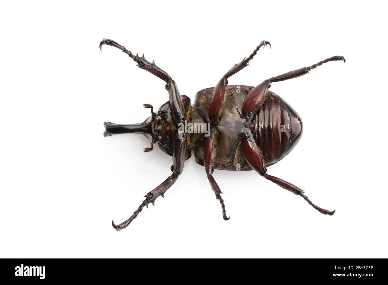 Image of dynastinae on white background. Insect. Animal. Dynastinae is ...