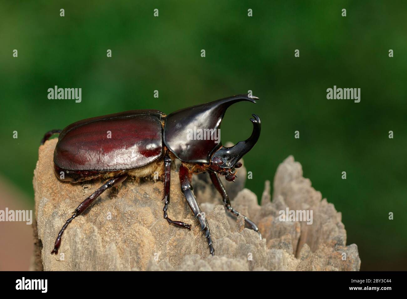 Hercules beetles hi-res stock photography and images - Alamy