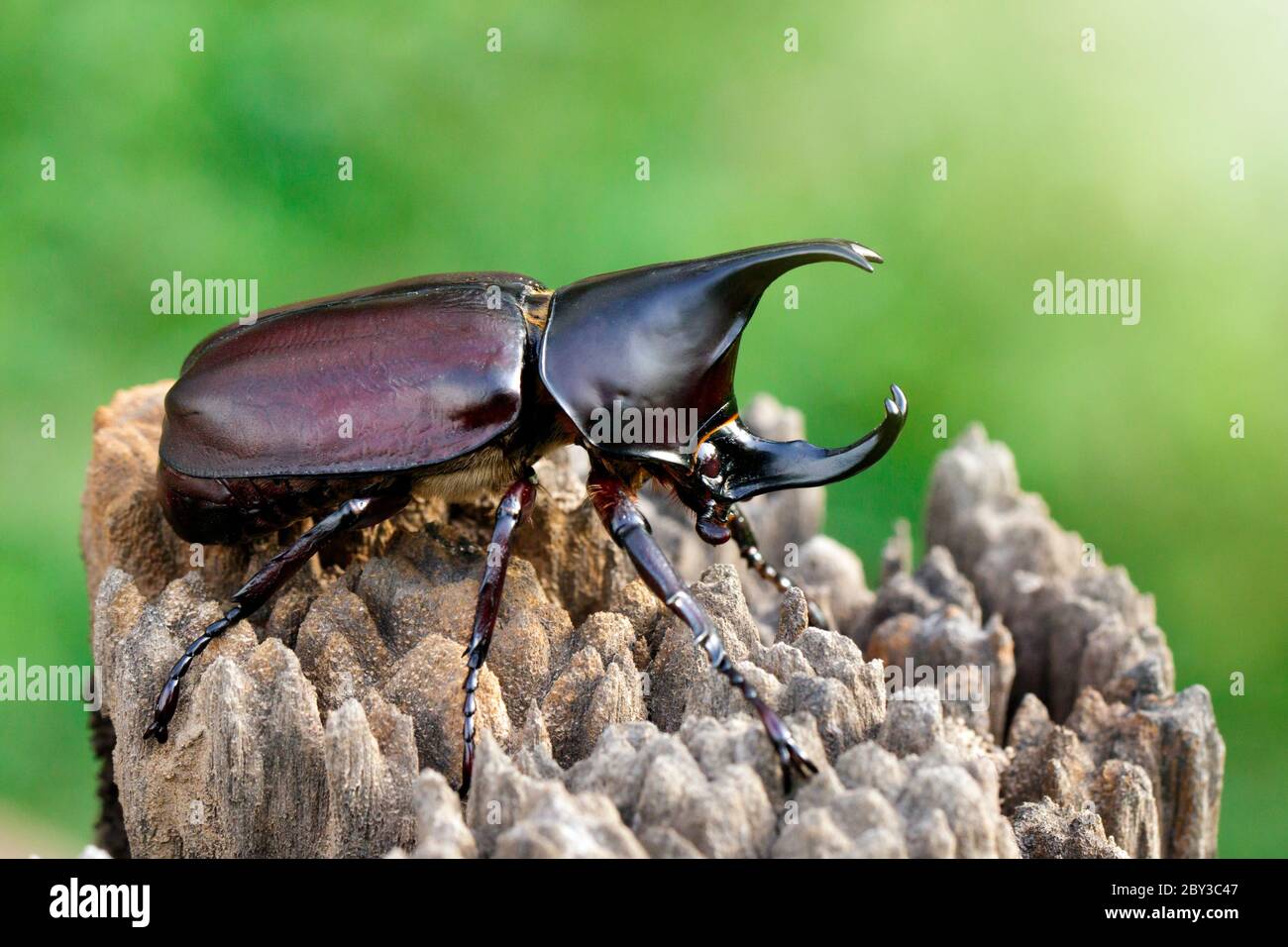 Image of dynastinae on nature background. Insect. Animal. Dynastinae is ...