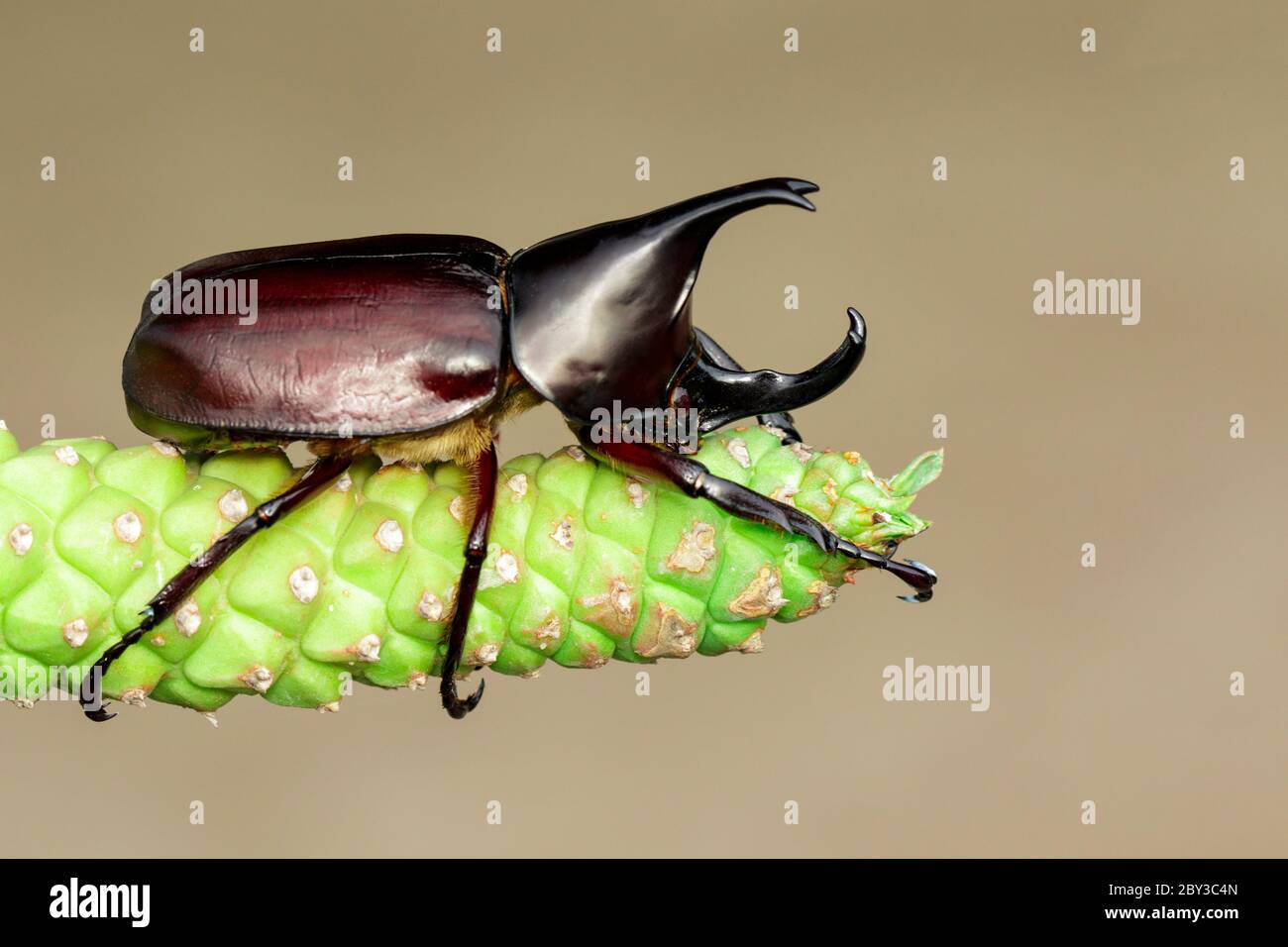 Image of dynastinae on nature background. Insect. Animal. Dynastinae is ...